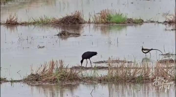 Endangered water bird first discovered in Hangzhou