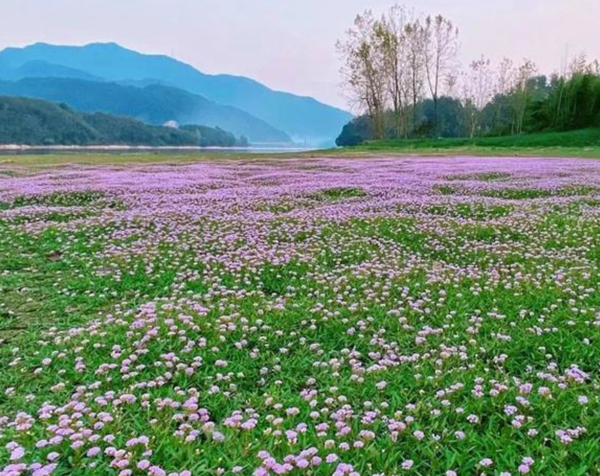 Water peppers come to full bloom in Hangzhou