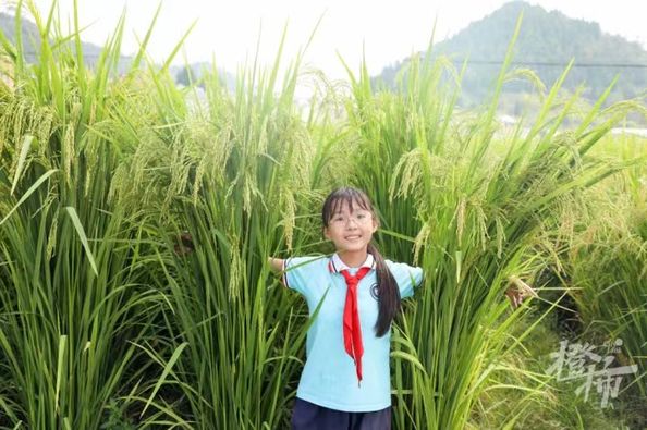Giant rice successfully cultivated in Chun'an