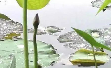 First lotus flower bud spotted in West Lake